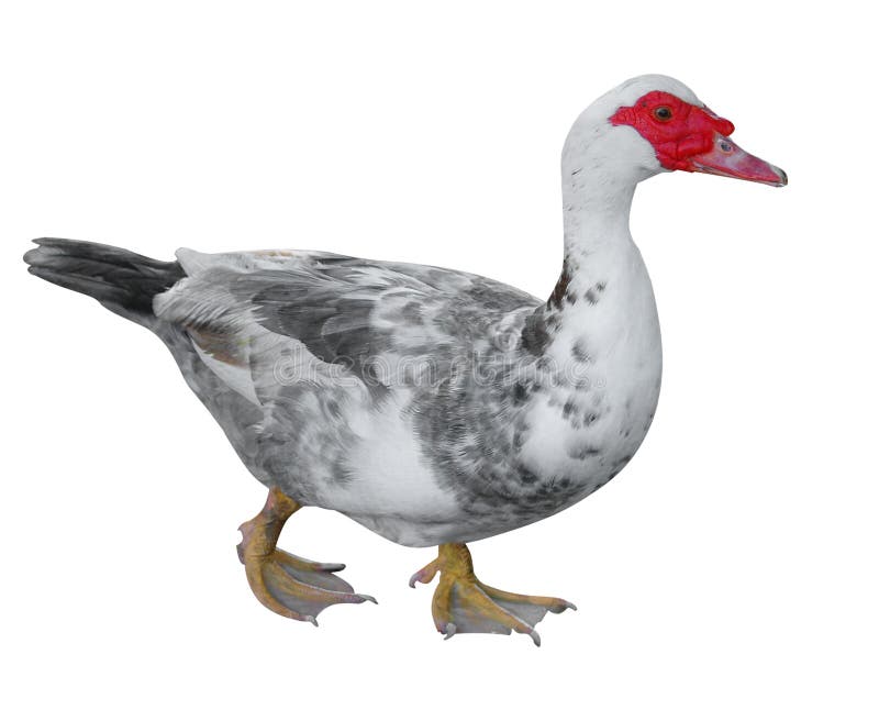 Pato De Muscovy Negro, Moschata Del Cairina Foto de archivo - Imagen de ...