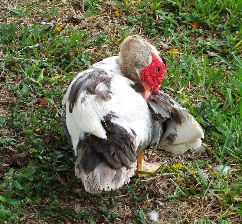 Pato De Muscovy (moschata Do Cairina) Foto de Stock - Imagem de florida ...