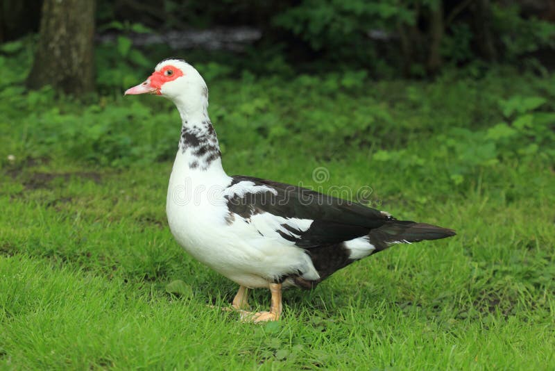 Moschata De Muscovy Duck Cairina Aislado En El Fondo Blanco Con La ...