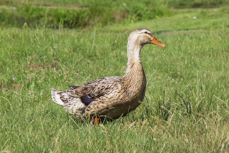 Pato De Appleyard Con Las Alas Dobladas Foto de archivo - Imagen de ...
