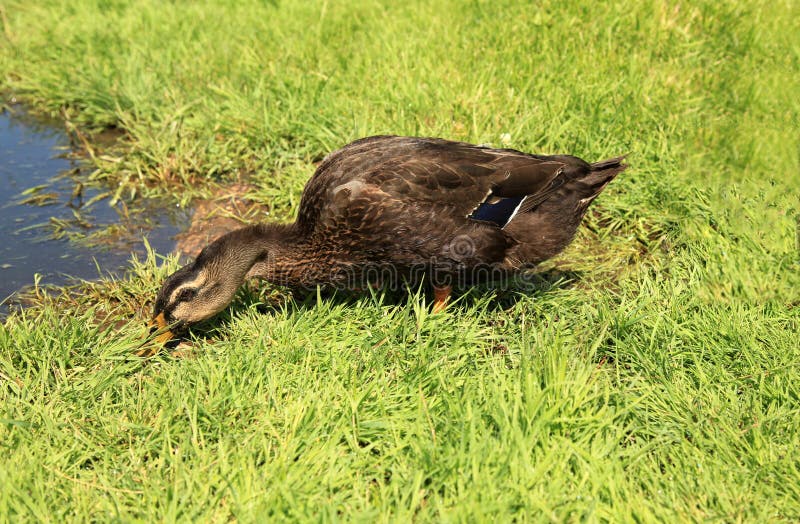 Pato De Rouen E Cáquis Campbell Foto de Stock - Imagem de pato, fêmeas ...
