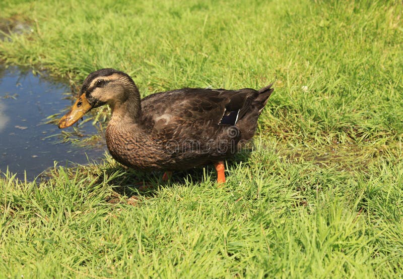 Pato De Rouen E Cáquis Campbell Foto de Stock - Imagem de pato, fêmeas ...