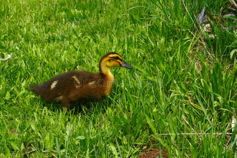Pato del bebé foto de archivo. Imagen de bebé, animal - 2498822