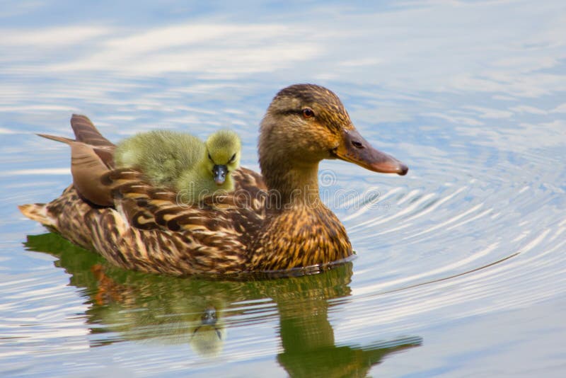 Mama Y Bebés Del Pato Silvestre Foto de archivo - Imagen de mallard ...