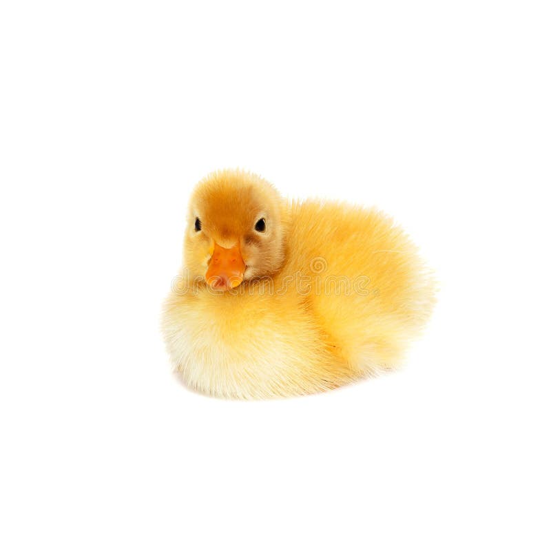 Pato del bebé foto de archivo. Imagen de mullido, ganado - 53316738