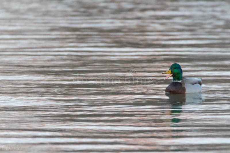 Pato Del Pato Macho Del Pato Silvestre Quacking Imagen de archivo ...