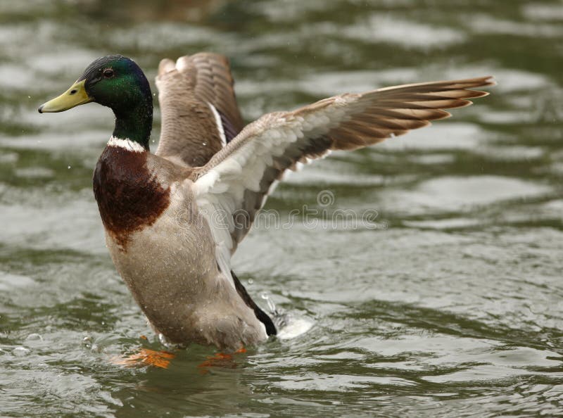 Pato del pato silvestre foto de archivo. Imagen de primer - 11708404