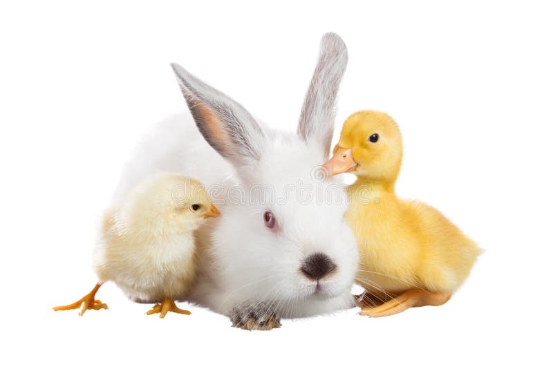 Conejo y pollo imagen de archivo. Imagen de animales - 47469425