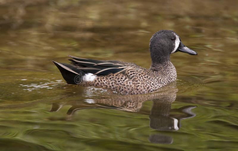 Pato Del Trullo Del Azul-ala Imagen de archivo - Imagen de teal, aves ...