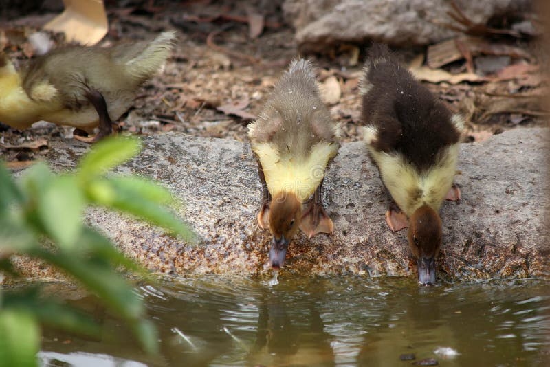 Bebê Do Pato Na Lagoa No Estilo Do Campo Foto de Stock - Imagem de ...
