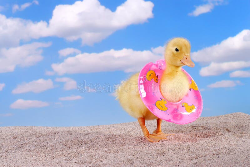 Pato do beb? foto de stock. Imagem de pato, animais - 154538482