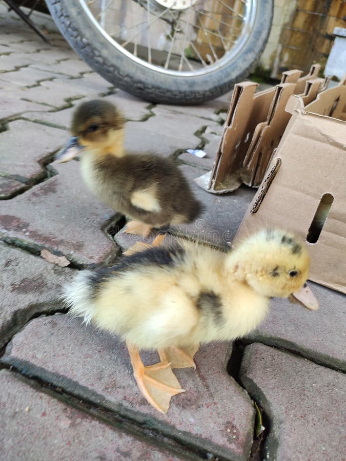 Pato do beb? foto de stock. Imagem de pato, animais - 154538482