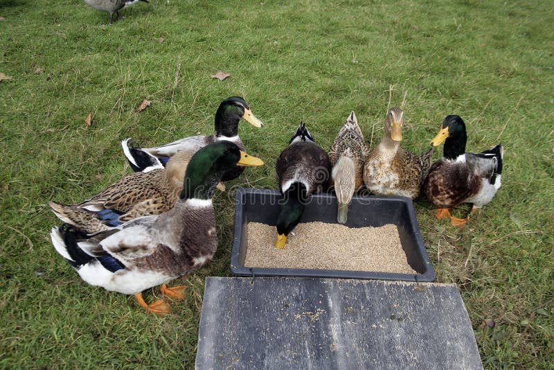 Pato doméstico de Rouen foto de stock. Imagem de planta - 34904586