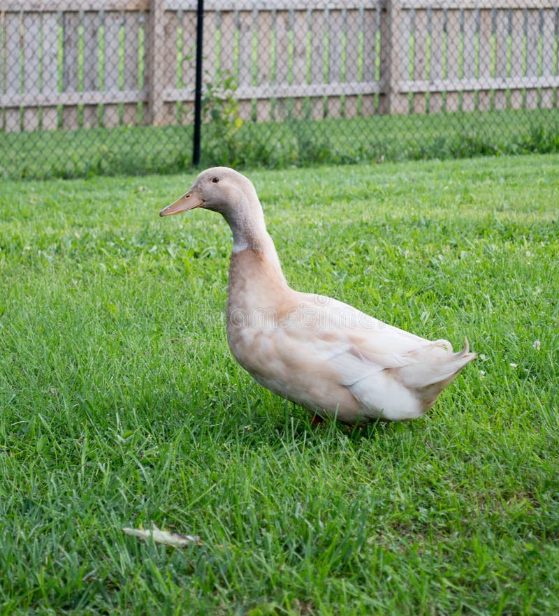 Pato domesticado imagem de stock. Imagem de rancho, oregon - 12948331