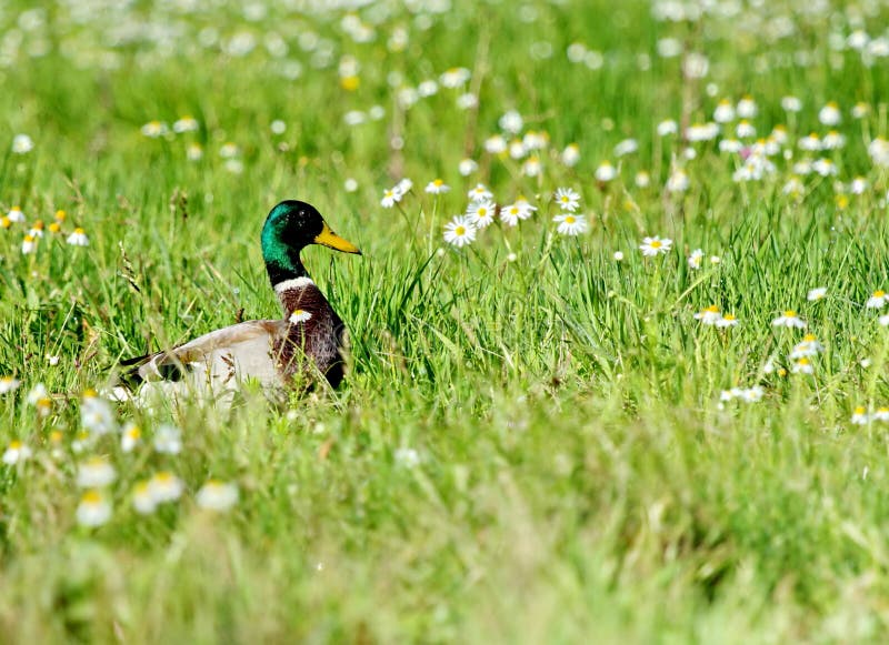 Pato E Flores Do Pato Selvagem Imagem de Stock - Imagem de sacada ...