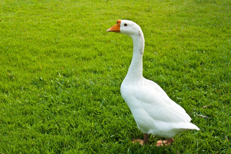 Pato e ganso imagem de stock. Imagem de bico, patos, prado - 19185869