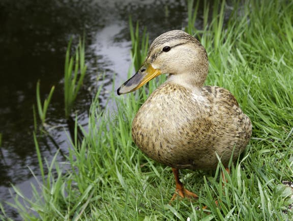 Pato En El Banco De La Charca Foto de archivo - Imagen de freshwater ...