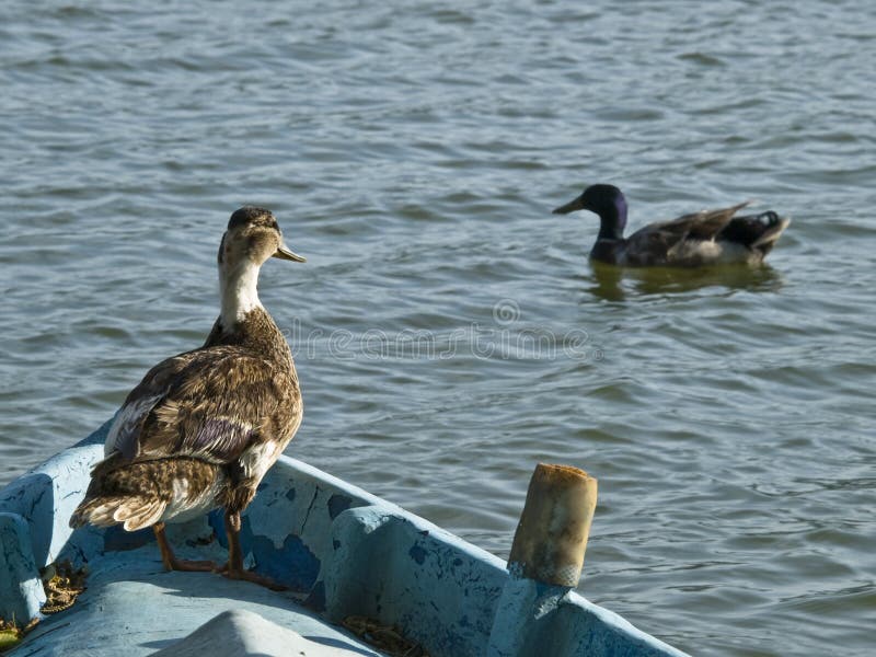 Pato en un barco imagen de archivo. Imagen de salvaje - 10842937