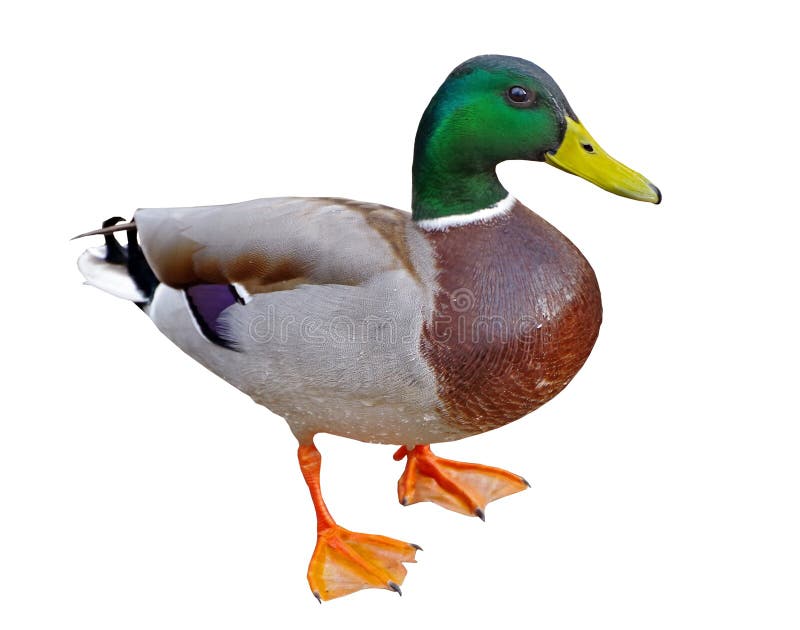 Pato en un fondo blanco imagen de archivo. Imagen de aislado - 80874471