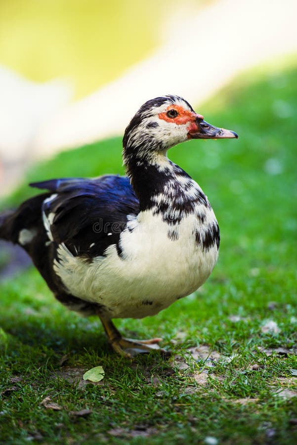 Pato en hierba verde imagen de archivo. Imagen de color - 147022001