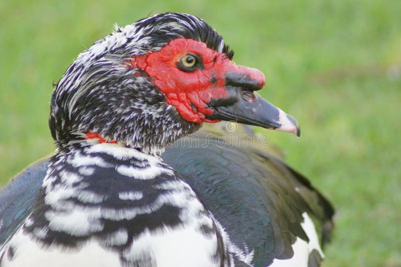 Pato feo foto de archivo. Imagen de pico, granja, vida - 115133056