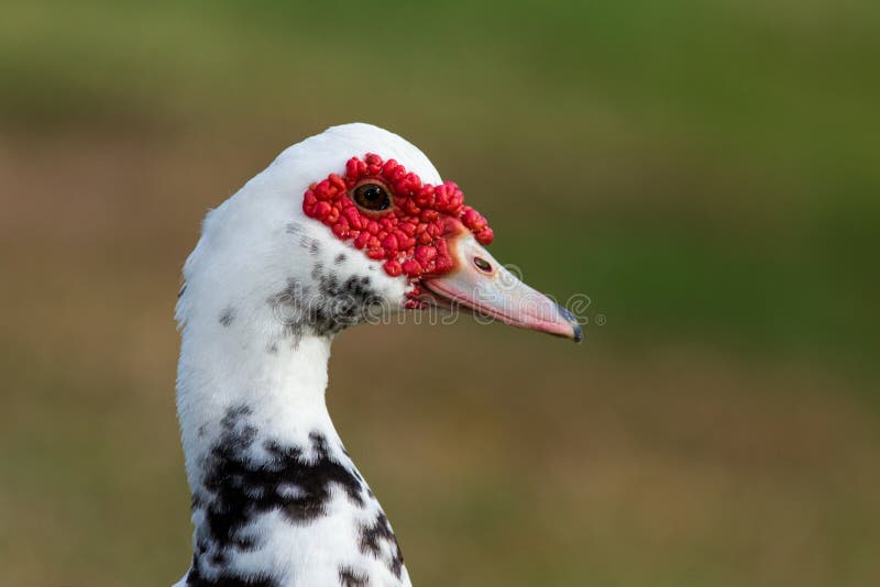 Pato feo foto de archivo. Imagen de poultry, gordo, mascota - 115133056