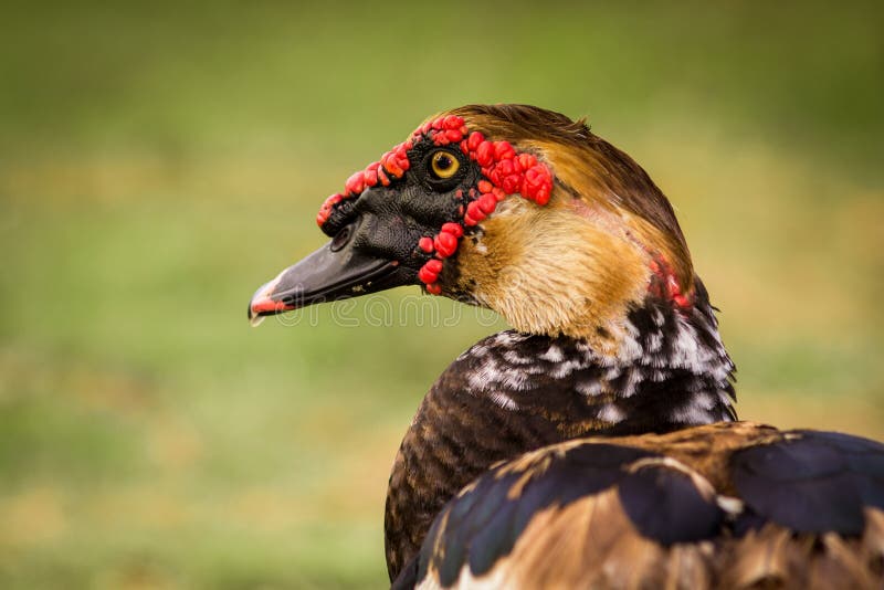 Pato feo foto de archivo. Imagen de poultry, gordo, mascota - 115133056