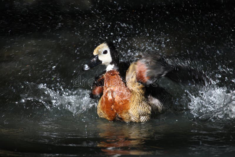 Pato loco foto de archivo. Imagen de salvaje, estalle - 18004668