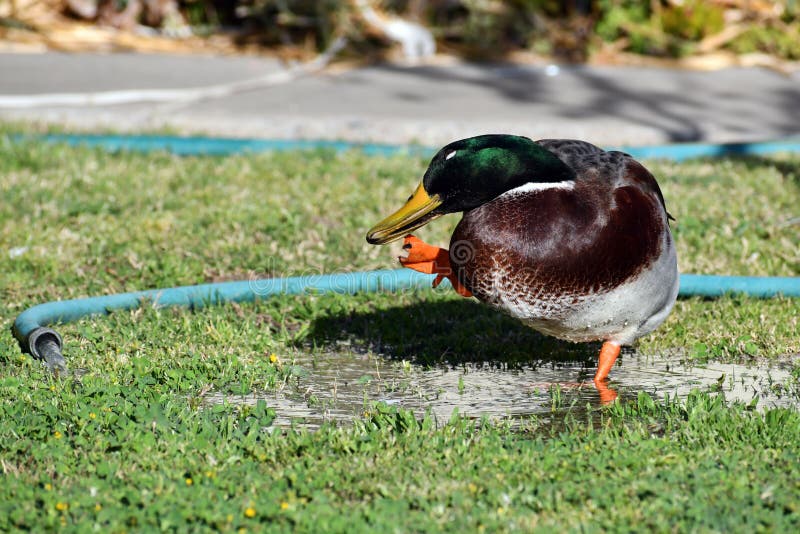 Pato Macho Coçando a Cabeça Com O Pé Imagem de Stock - Imagem de fundo ...
