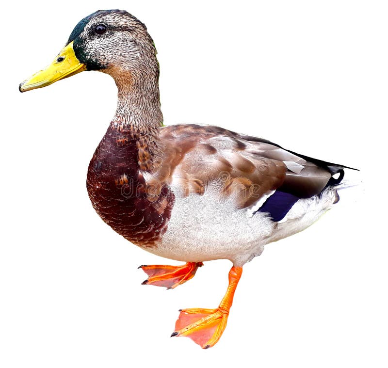 Pato Macho Derecho Del Pato Foto de archivo - Imagen de pluma, aves ...