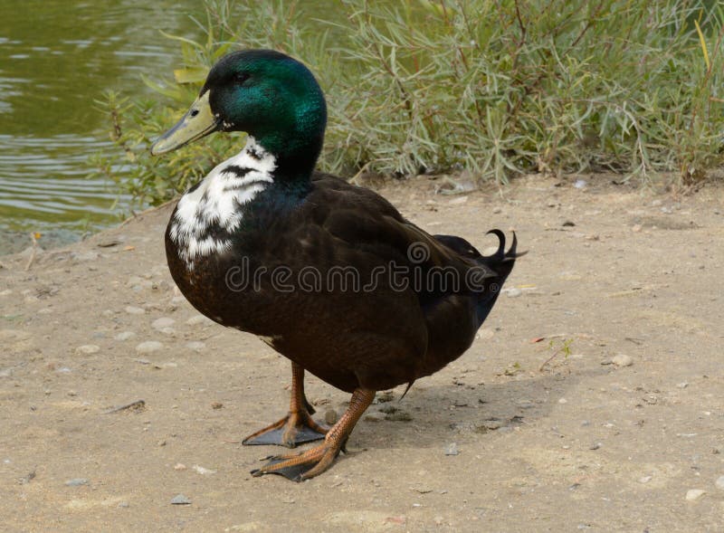 Pato Macho Mezclado Del Pato De La Raza Foto de archivo - Imagen de ...