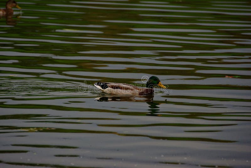 Pato Mallard Caminando En Un Lago Foto de archivo - Imagen de ambiente ...