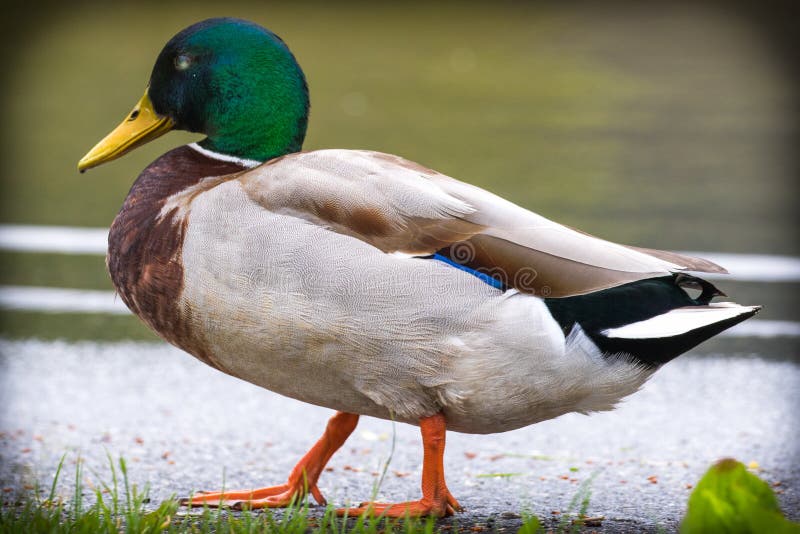 Pato Mallard Colorido Y Hermoso Imagen de archivo - Imagen de pato ...
