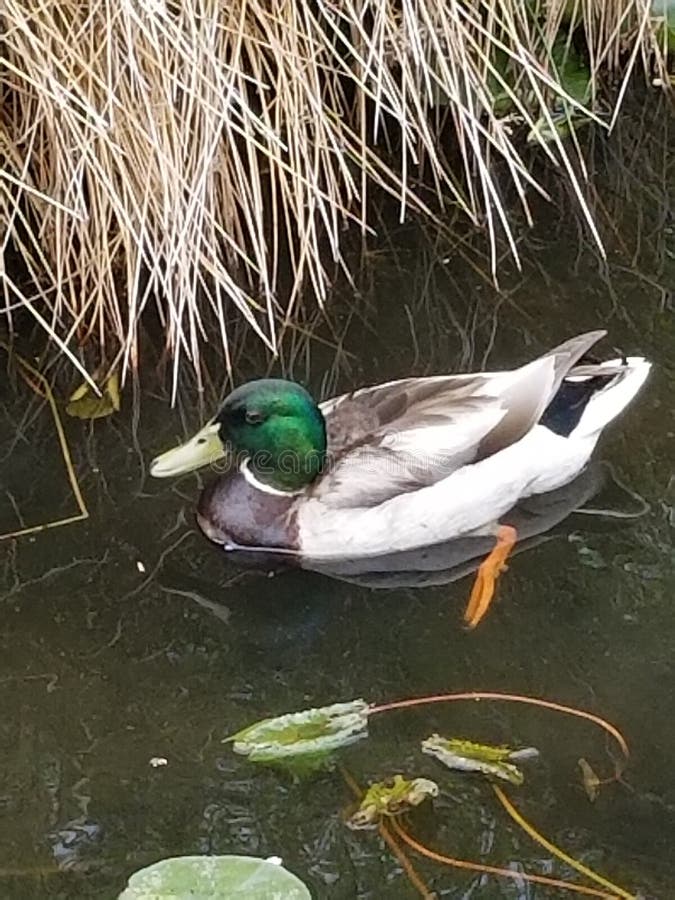 Pato mallard macho foto de archivo. Imagen de mallard - 169811046