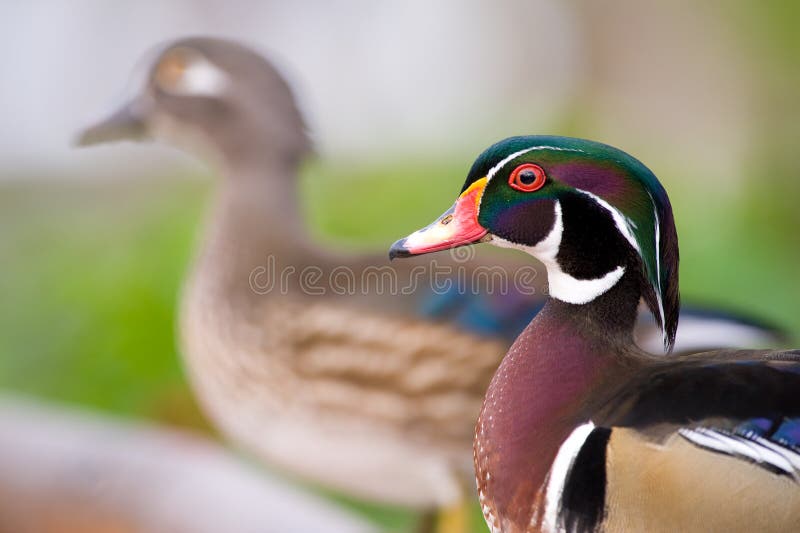 Pato masculino colorido imagem de stock. Imagem de conta - 11321489