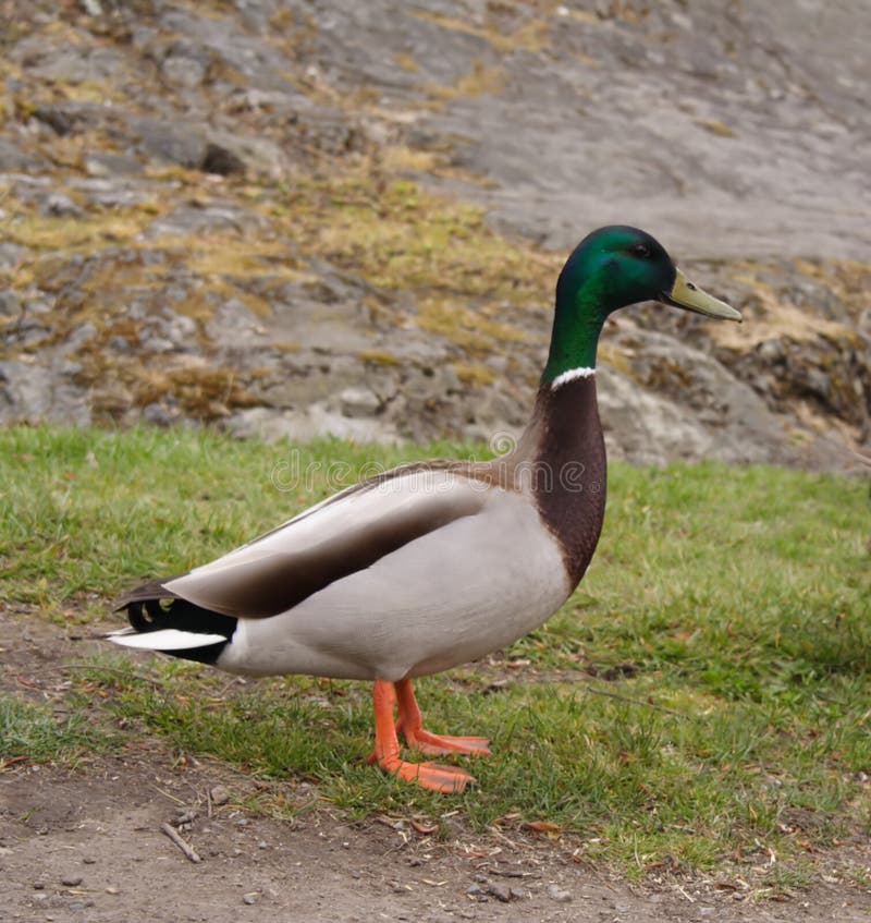 Pato masculino colorido imagen de archivo. Imagen de mallas - 732685