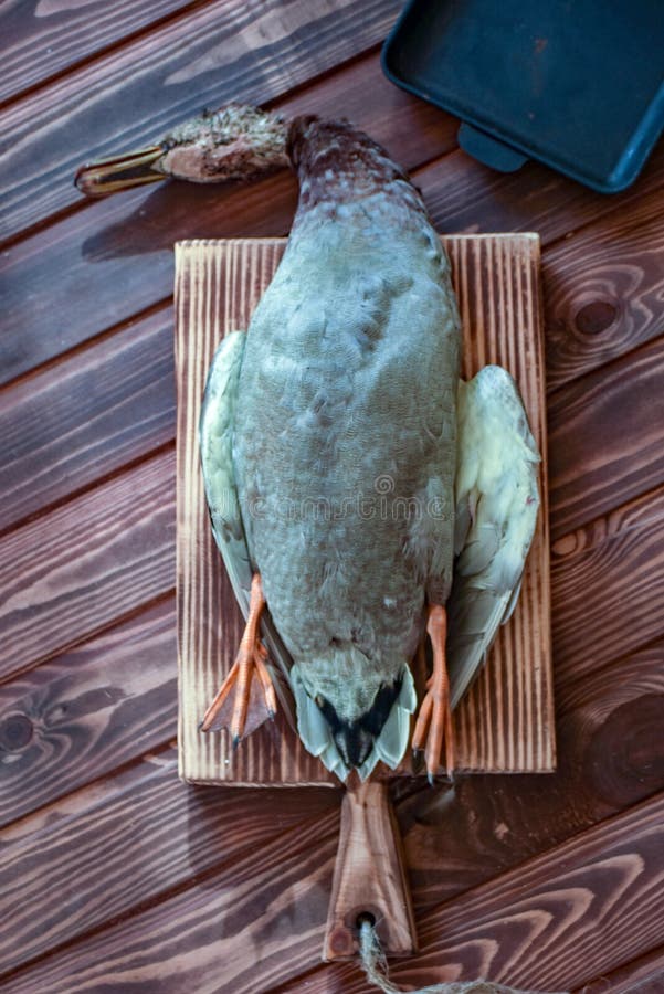 Pato Matado Antes De Cocinar Imagen de archivo - Imagen de labrador ...