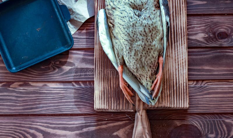 Pato Matado Antes De Cocinar Foto de archivo - Imagen de mordaz, muerto ...