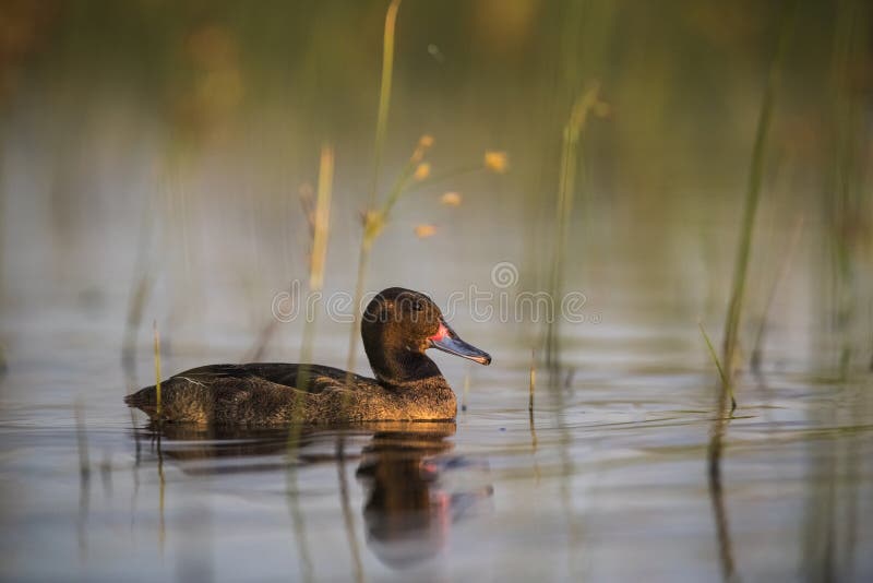 Pato negro, imagen de archivo. Imagen de pantanos, humedal - 156386181