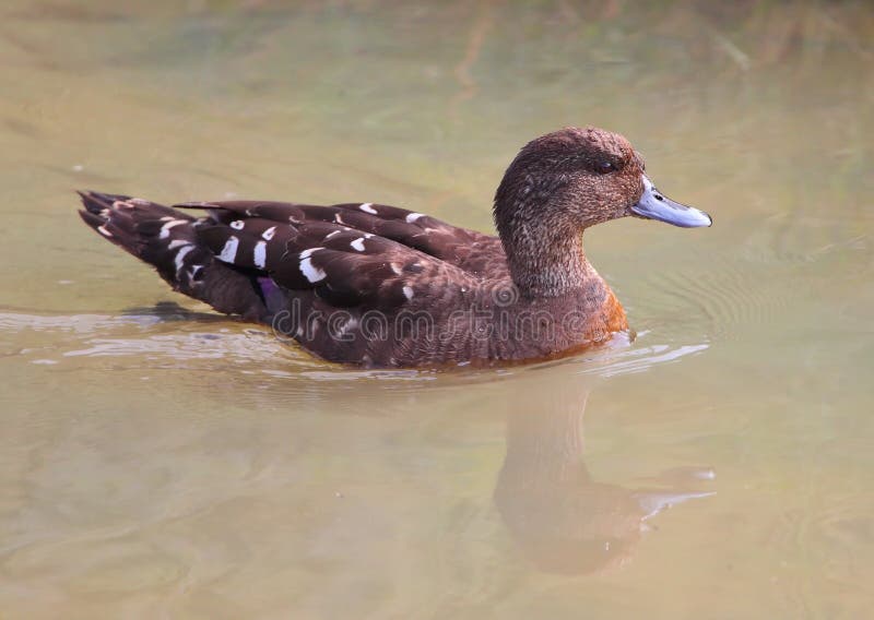 Ánade negro africano imagen de archivo. Imagen de agua - 16309143