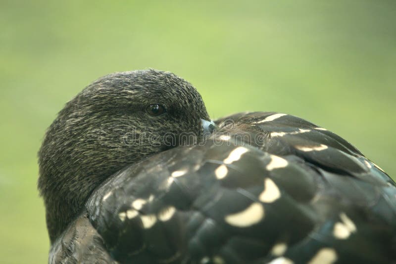 Pato negro africano imagen de archivo. Imagen de superior - 26673631