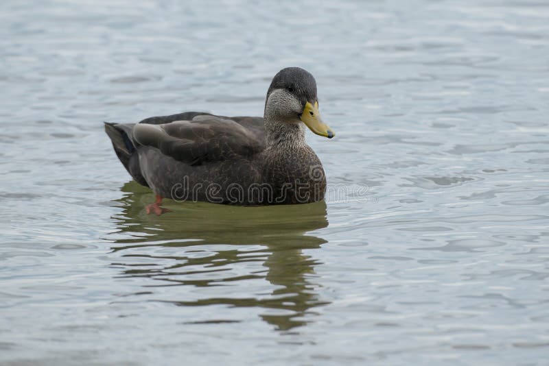 Pato negro americano foto de archivo. Imagen de pierna - 108438384
