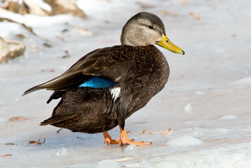 Ánade negro africano imagen de archivo. Imagen de agua - 16309143