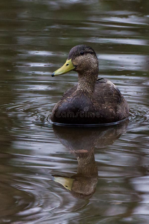 Pato negro americano foto de archivo. Imagen de lindo - 23679470