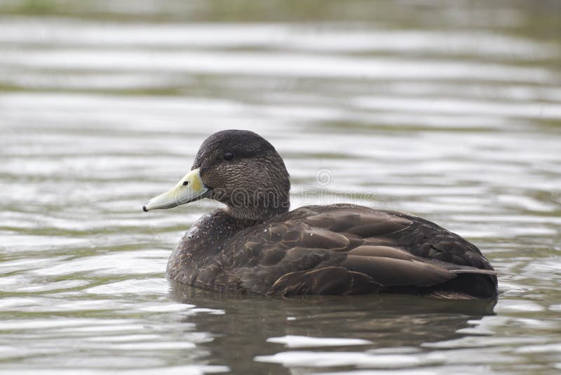 Pato negro americano foto de archivo. Imagen de lindo - 23679470