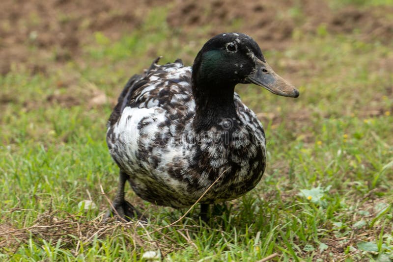 Pato Negro Sobre El Campo Verde Foto de archivo - Imagen de exterior ...