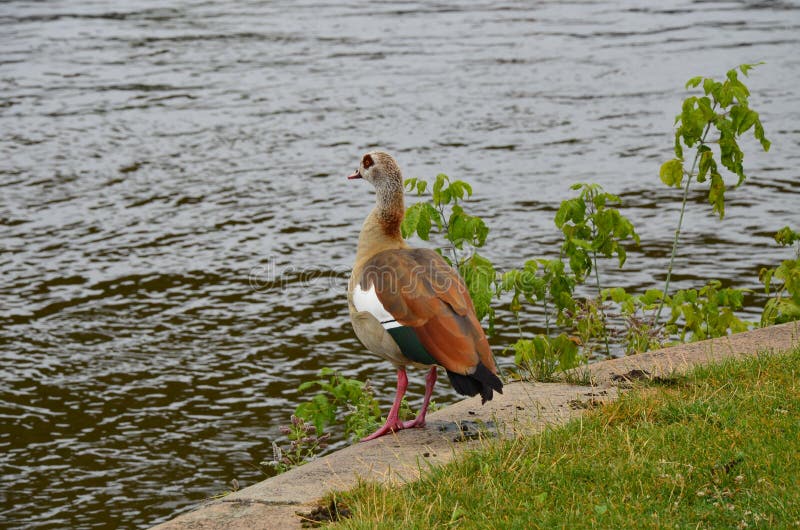 Pato Novo Que Anda No Cano Principal De Rio Foto de Stock - Imagem de ...