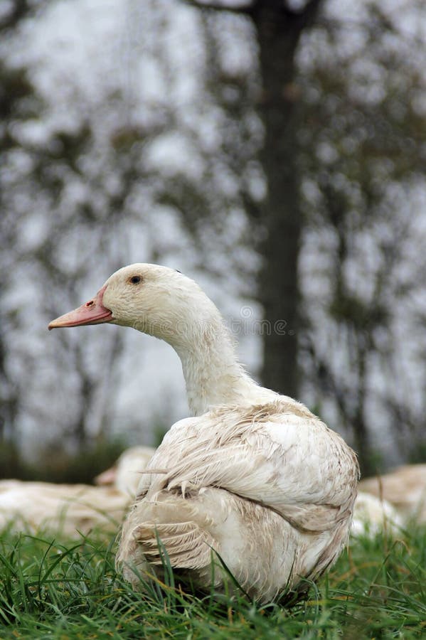 Pato de Mulard en estudio foto de archivo. Imagen de blanco - 95548162