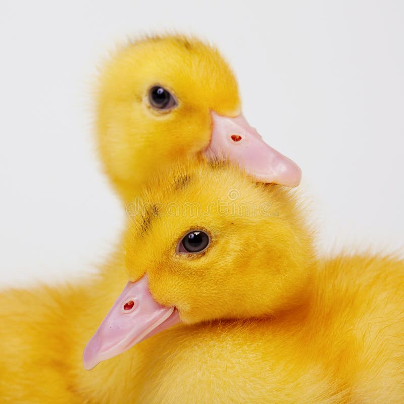 Pato pequeno foto de stock. Imagem de pets, penas, bebês - 26413678