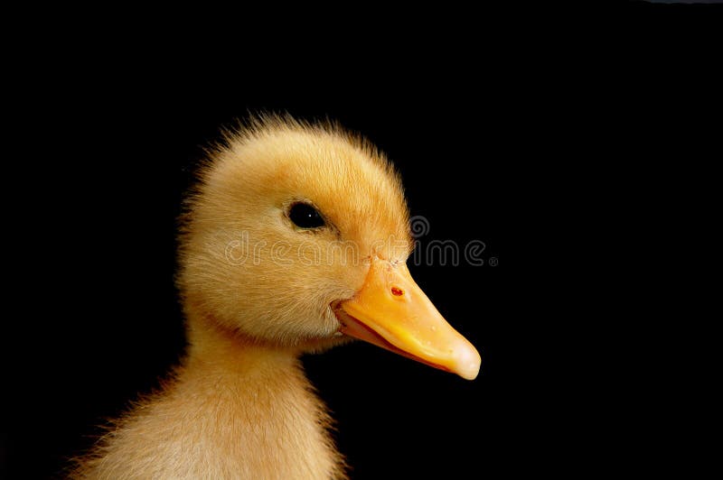 Pato pequeno bonito imagem de stock. Imagem de doméstico - 14880207